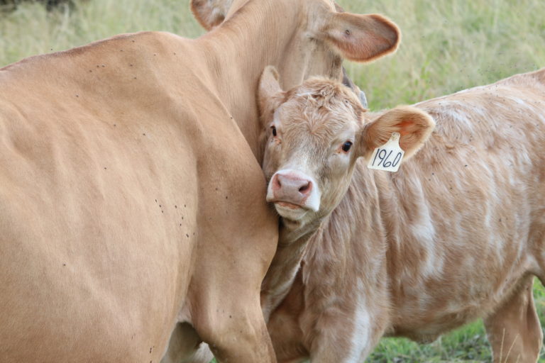 Welcome to Carson Valley Meats - Carson Valley Meats