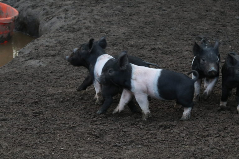 Welcome to Carson Valley Meats - Carson Valley Meats