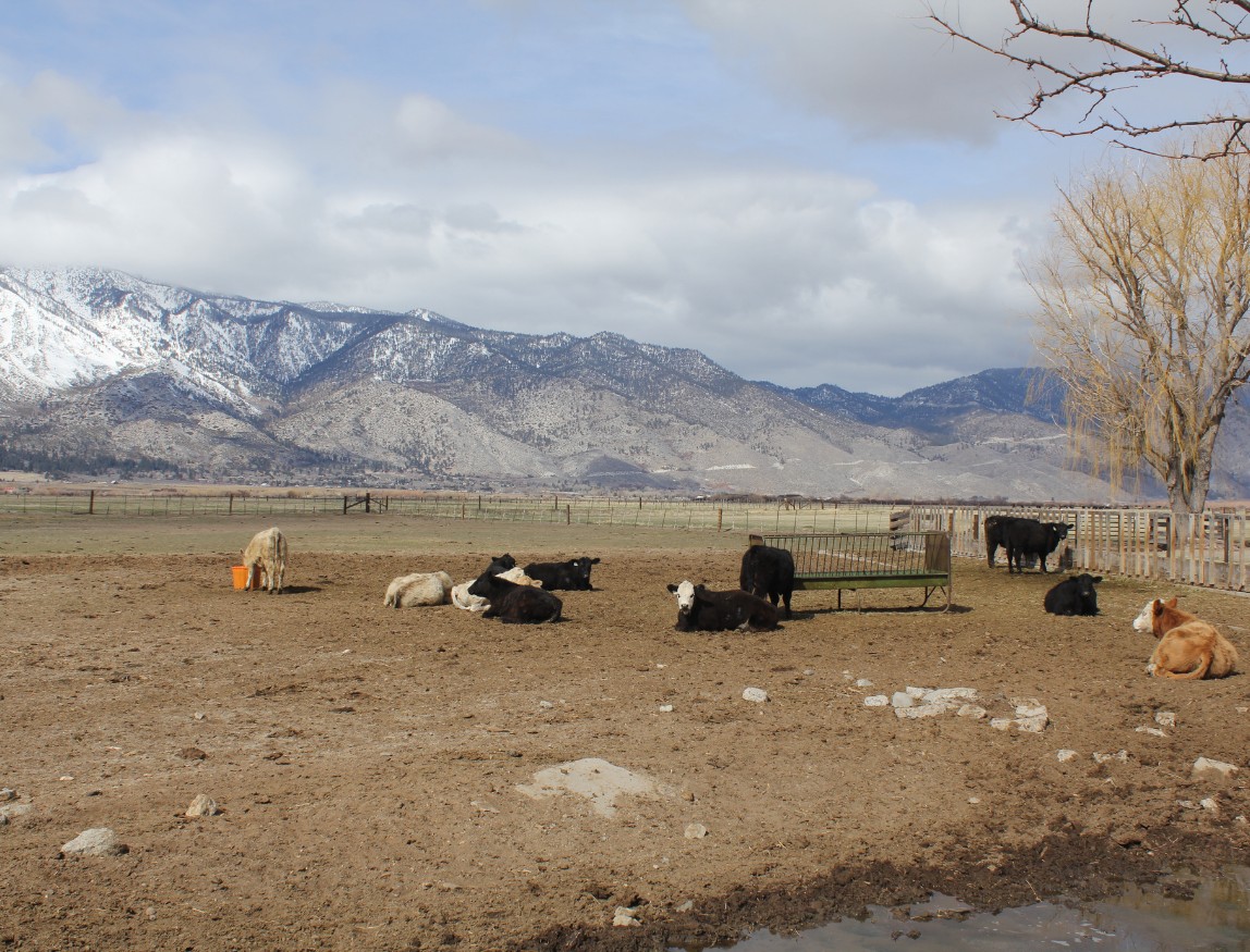 4 Issues Facing Ranchers Today - Carson Valley Meats